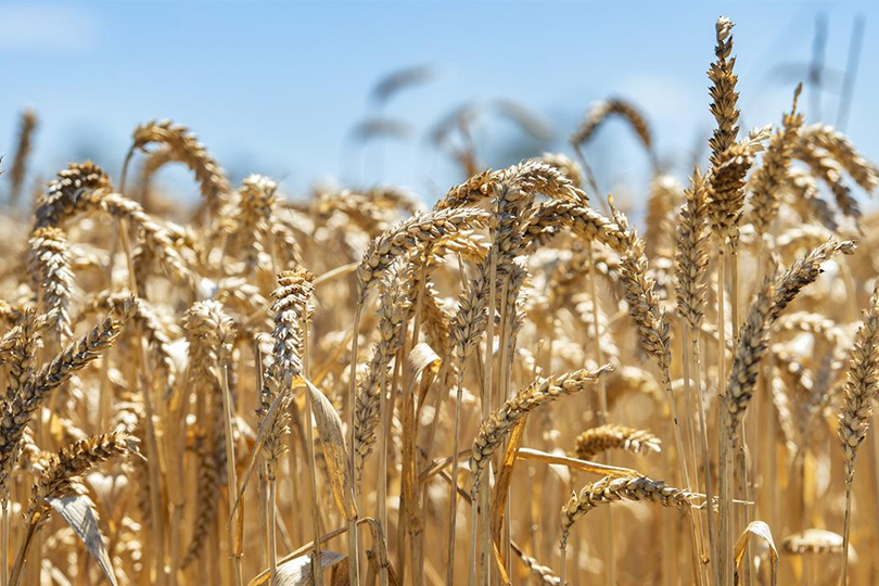 The Next Phase Of China S Food Security Strategy Chemlinked